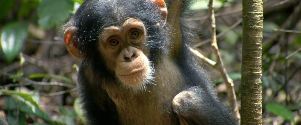 Chimpanzee | Movie Review | Deep Focus Review